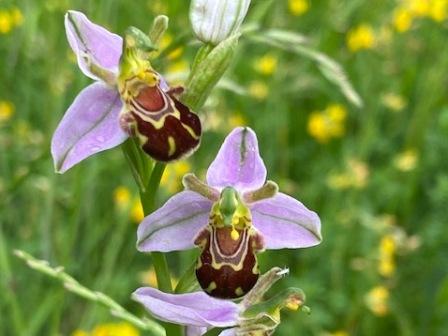 Gallery – – Sanderstead WI